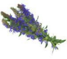 СЕМЕНА ИССОПА: купить семена иссопа почтой в Киеве, Одессе и Украине ...