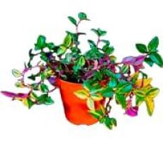 Саженцы традесканции - купить недорого в Одессе, Киеве, Украине | Agro ...