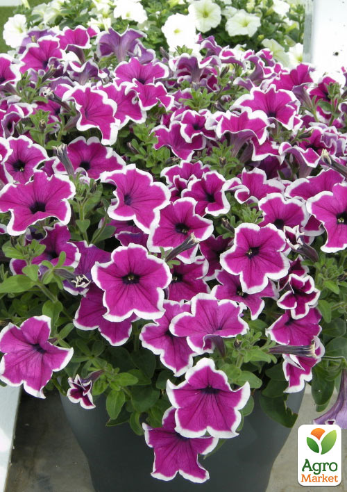 Петунія ампельна Famous "Lilac Picotee" купити поштою в Одесі, Києві ...