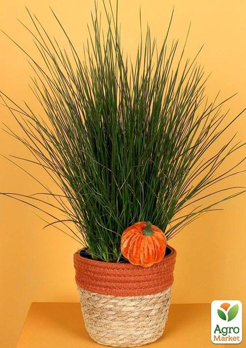Джункус "Pencil Grass" купити поштою в Одесі, Києві, Україні | Agro-Market