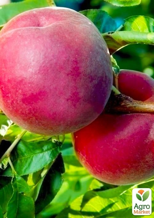 Персик «Глорія» (літній сорт, пізній термін дозрівання) купити поштою в ...