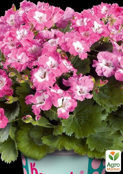 Пеларгонія Королівська Bermuda "Rose" купити поштою в Одесі, Києві ...