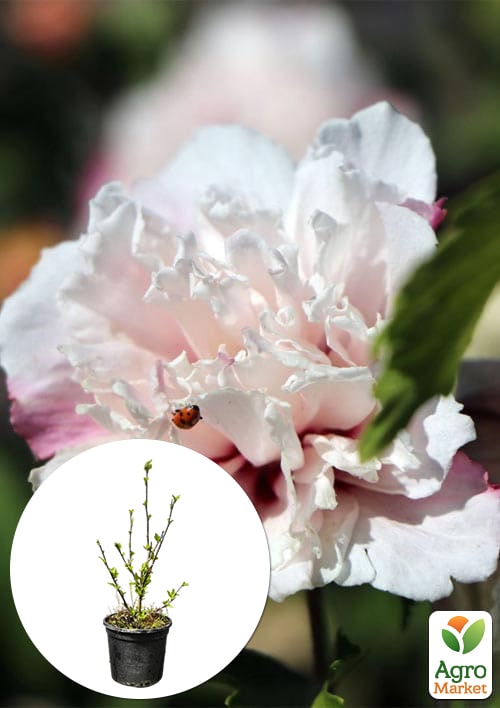 Гібіскус 2-х річний махровий "French Cabaret Pastel" вазон С1,5 купити ...