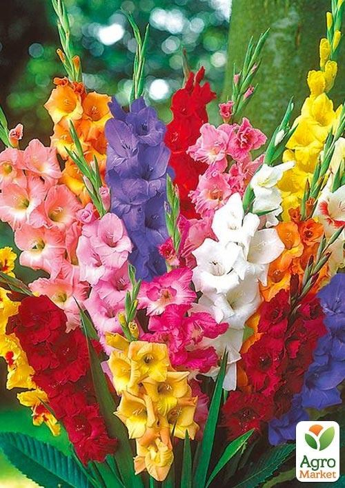 Гладіолус "Mix" купити поштою в Одесі, Києві, Україні | Agro-Market