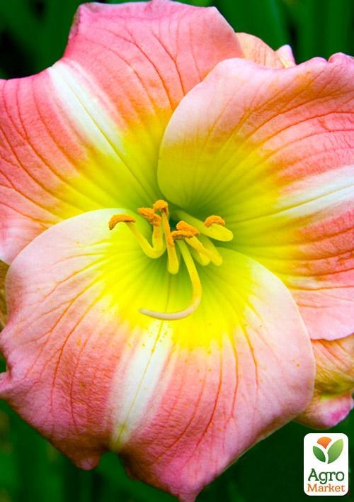 Лілійник "Cherry Tiger" 1шт в упаковці купити поштою в Одесі, Києві ...