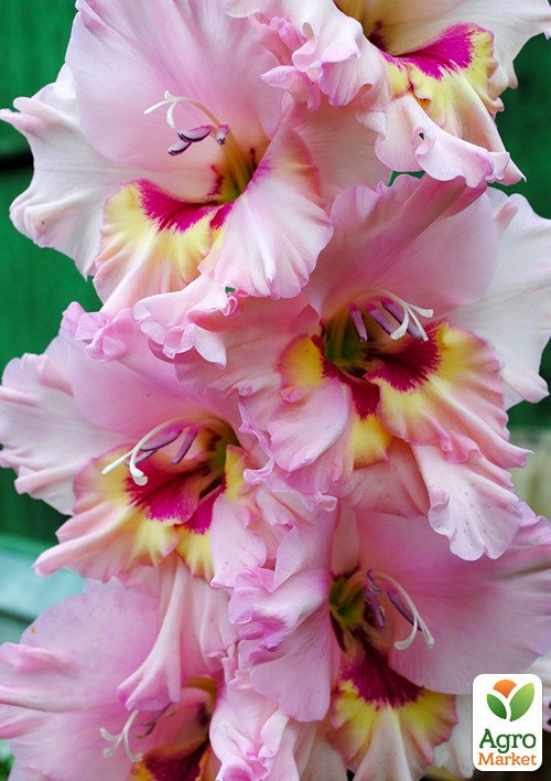 Гладіолус "Zamora" купити поштою в Одесі, Києві, Україні | Agro-Market
