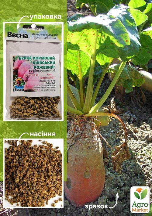 Буряк кормовий "Київський Рожевий" (Зипер) ТМ "Весна" 10г купити поштою ...