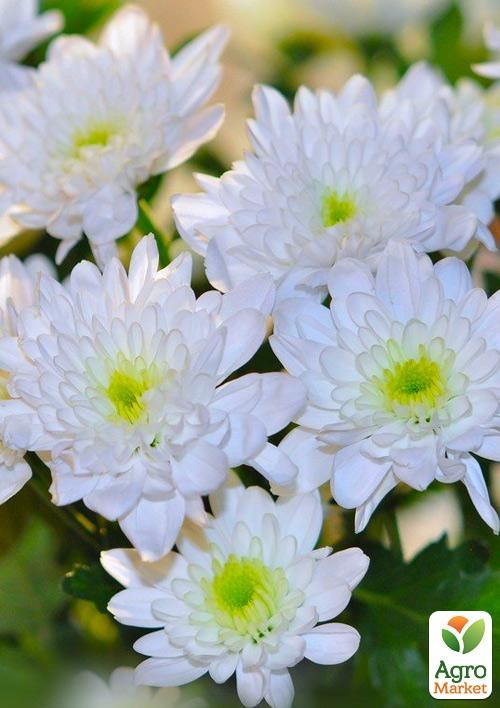 Хризантема кущова середньоквіткова "Berlise" купити поштою в Одесі ...