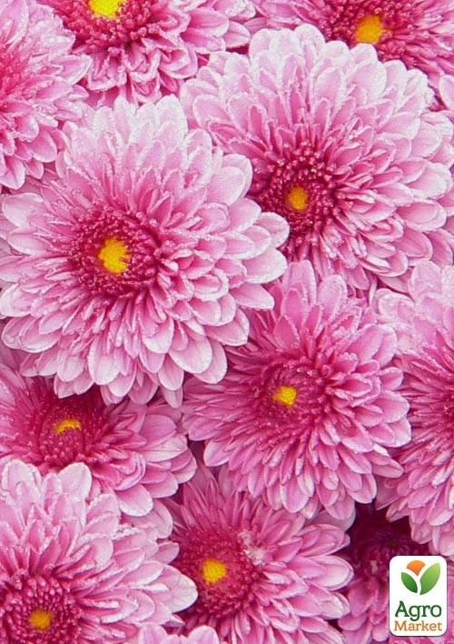 Хризантема мультифлора куляста "Diva Rose" купити поштою в Одесі, Києві ...