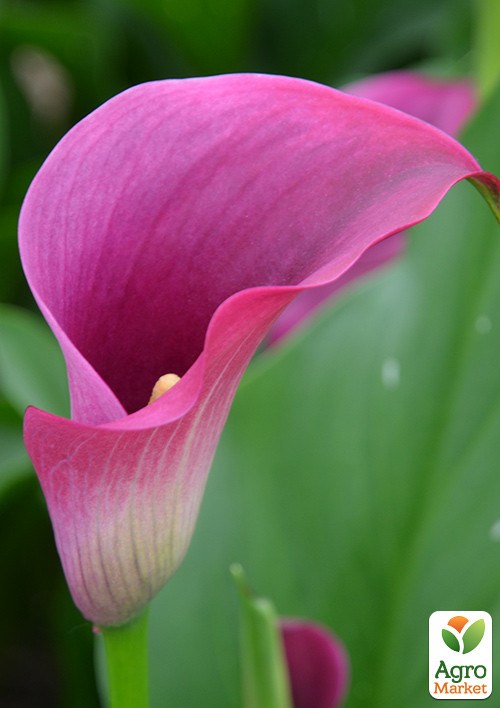 Калла "Captain Romance" купити поштою в Одесі, Києві, Україні | Agro-Market