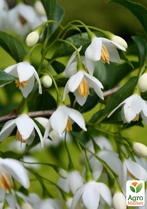 Стиракс Японський "Fragrant Fountain" (ароматний, декоративний) купити ...