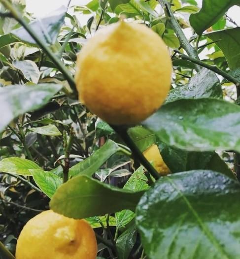ЛИМОН ПАВЛОВСКИЙ, купить в Одессе, Киеве и Украине | Agro-Market