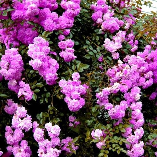 РОЗА ПЛЕТИСТАЯ ВИОЛЕТ ПАРФУМ (VIOLETTE PARFUME), купить в Одессе, Киеве ...