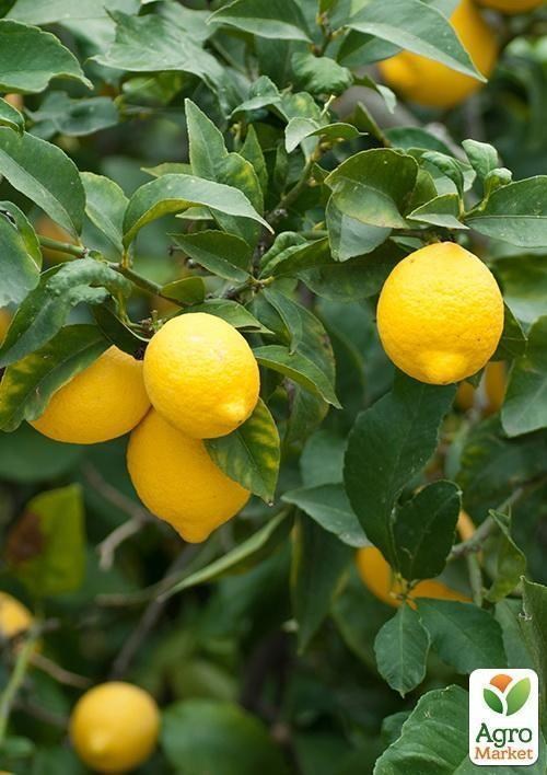 Лимон "Павловский" купить почтой в Одессе, Киеве, Украине | Agro-Market