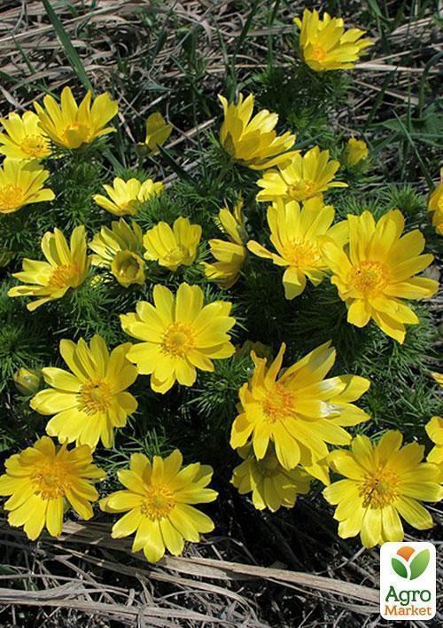 Адонис весенний, 100г купить почтой в Одессе, Киеве, Украине | Agro-Market