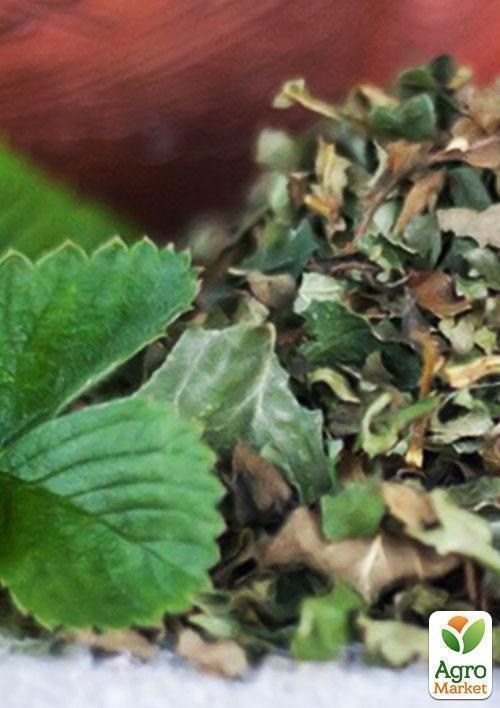 Клубника, лист 100г купить почтой в Одессе, Киеве, Украине | Agro-Market