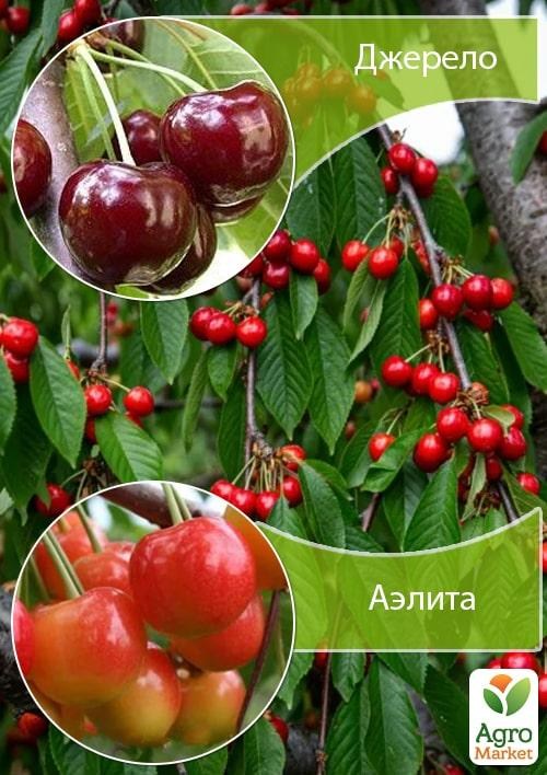 Дерево-сад Черешня "Джерело+Аэлита" купить почтой в Одессе, Киеве ...