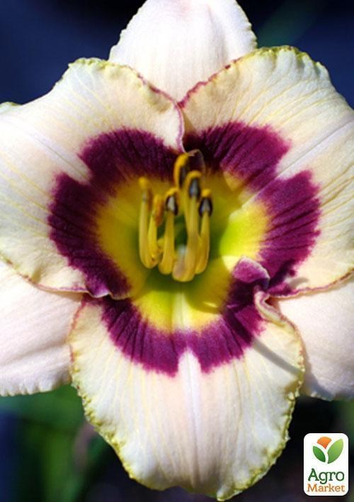 Лилейник "Dewberry Candy" 1шт в упаковке купить почтой в Одессе, Киеве ...