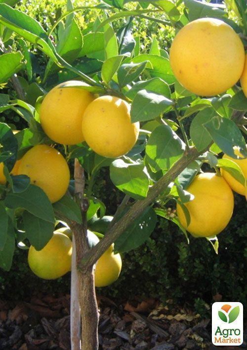 Лимон "Мейера" купить почтой в Одессе, Киеве, Украине | Agro-Market