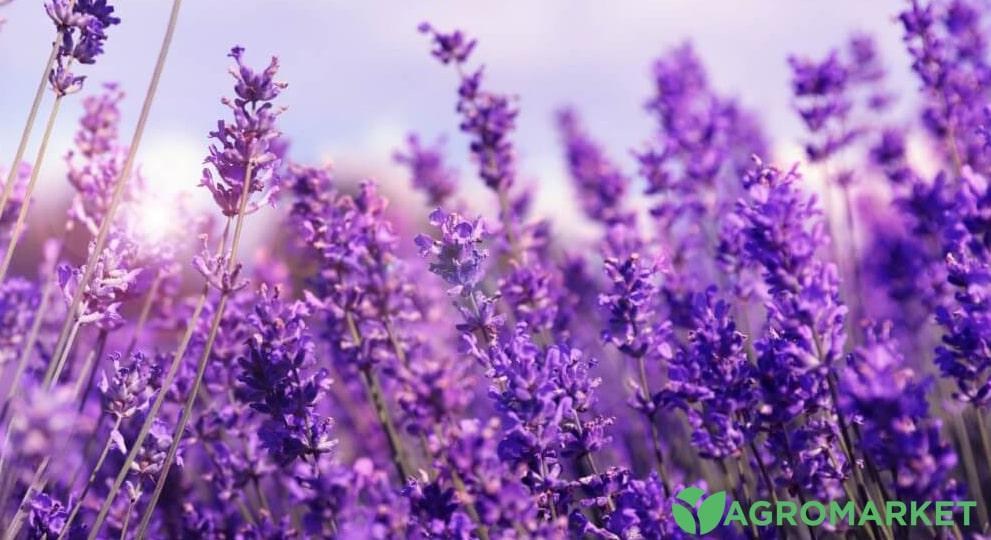 Сушка лаванды: полезные советы и рекомендации для получения ароматных ...