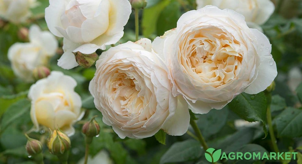 Выбор цветов для посадки на кладбище | Agro-market