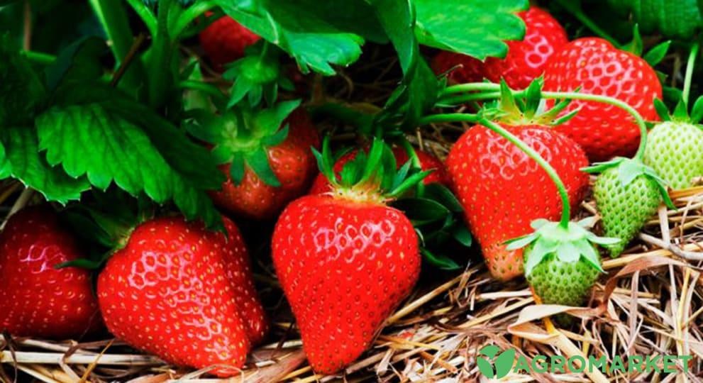 Минеральные удобрения для клубники – Agro-Market