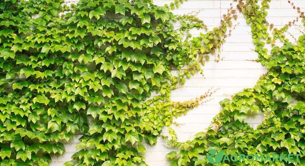 Неприхотливые вьющиеся растения для дачи - Agro-Market