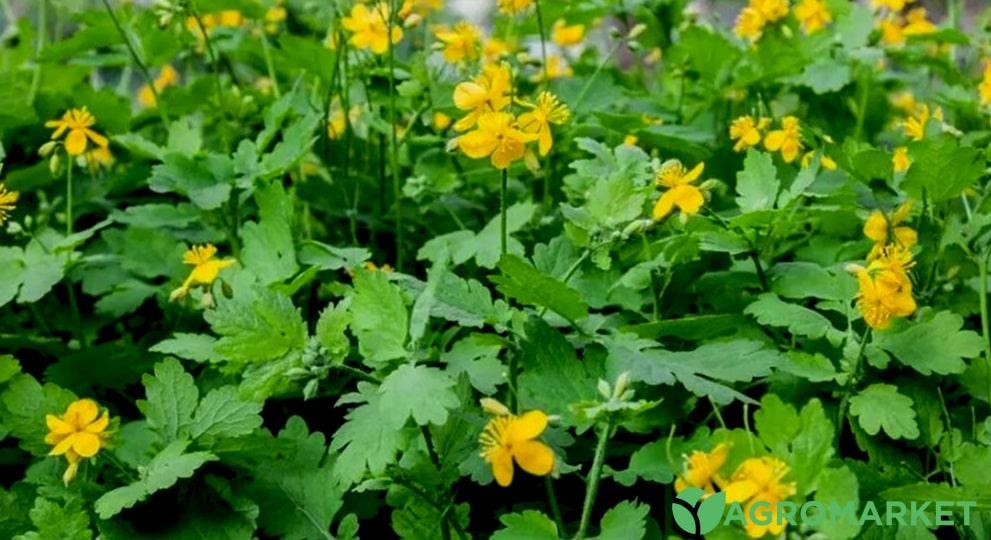 Чистотел полезные свойства - Agro-Market