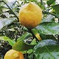 ЛИМОН ПАВЛОВСКИЙ, купить в Одессе, Киеве и Украине | Agro-Market