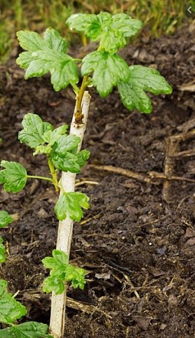КРЫЖОВНИК МЮНХГАУЗЕН, купить в Одессе, Киеве и Украине | Agro-Market