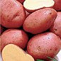 Картофель "Роза Голд" семенной ранний (на жарку, универсальное ...