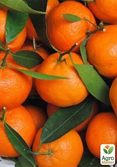 Эксклюзивные саженцы - купить недорого в Одессе, Киеве, Украине | Agro ...