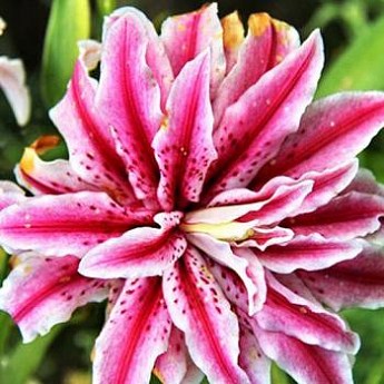 Лилия Махровая "Magic Star" купить почтой в Одессе, Киеве, Украине ...