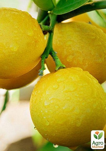 Лимон "Мейера" купить почтой в Одессе, Киеве, Украине | Agro-Market