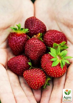 Эксклюзивные и уникальные сорта клубники в интернет-магазине Agro ...