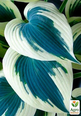 Хоста "Blue Ivory" купить почтой в Одессе, Киеве, Украине | Agro-Market