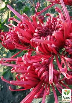 ХРИЗАНТЕМЫ: купить хризантемы почтой в Киеве, Одессе и Украине - цена в ...