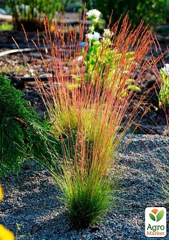 Костриця Готьє червонолиста "Sunrise" (Festuca Sunrise) купити поштою в ...