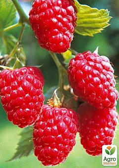 МАЛИНОВОЕ ДЕРЕВО: купить саженцы малинового дерева почтой в Киеве ...