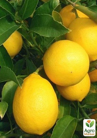 Лимон "Мейера" купить почтой в Одессе, Киеве, Украине | Agro-Market