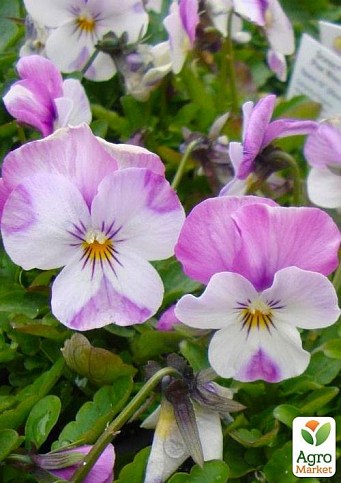 Виола (Viola Cornuta) "Pink Wing" - Другие садовые цветы - купить в ...
