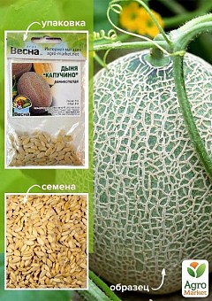 СЕМЕНА ДЫНИ: купить семена дыни почтой в Киеве, Одессе и Украине - цена ...