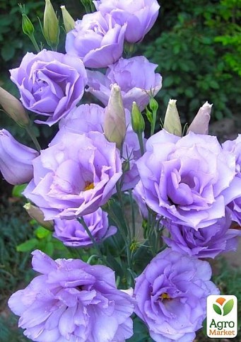 Эустома махровая "Corelli Lavender" - Другие популярные цветущие ...