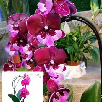 Орхідея (Phalaenopsis) «Cascade Wine» купити поштою в Одесі, Києві ...