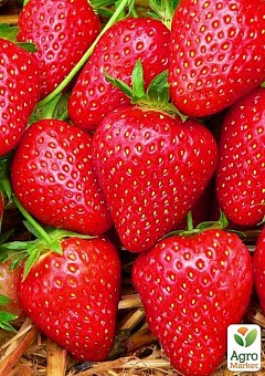 Эксклюзивные и уникальные сорта клубники в интернет-магазине Agro ...