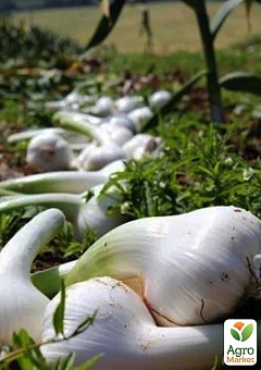 РОКАМБОЛЬ: купить саженцы и луковицы рокамболя почтой в Киеве, Одессе и ...