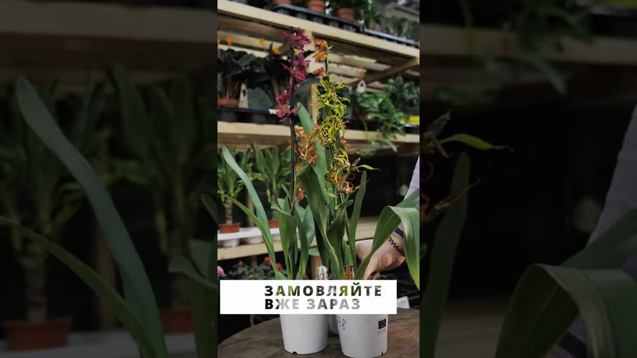 Орхідея Super Mini (Phalaenopsis) "White" купити поштою в Одесі, Києві ...